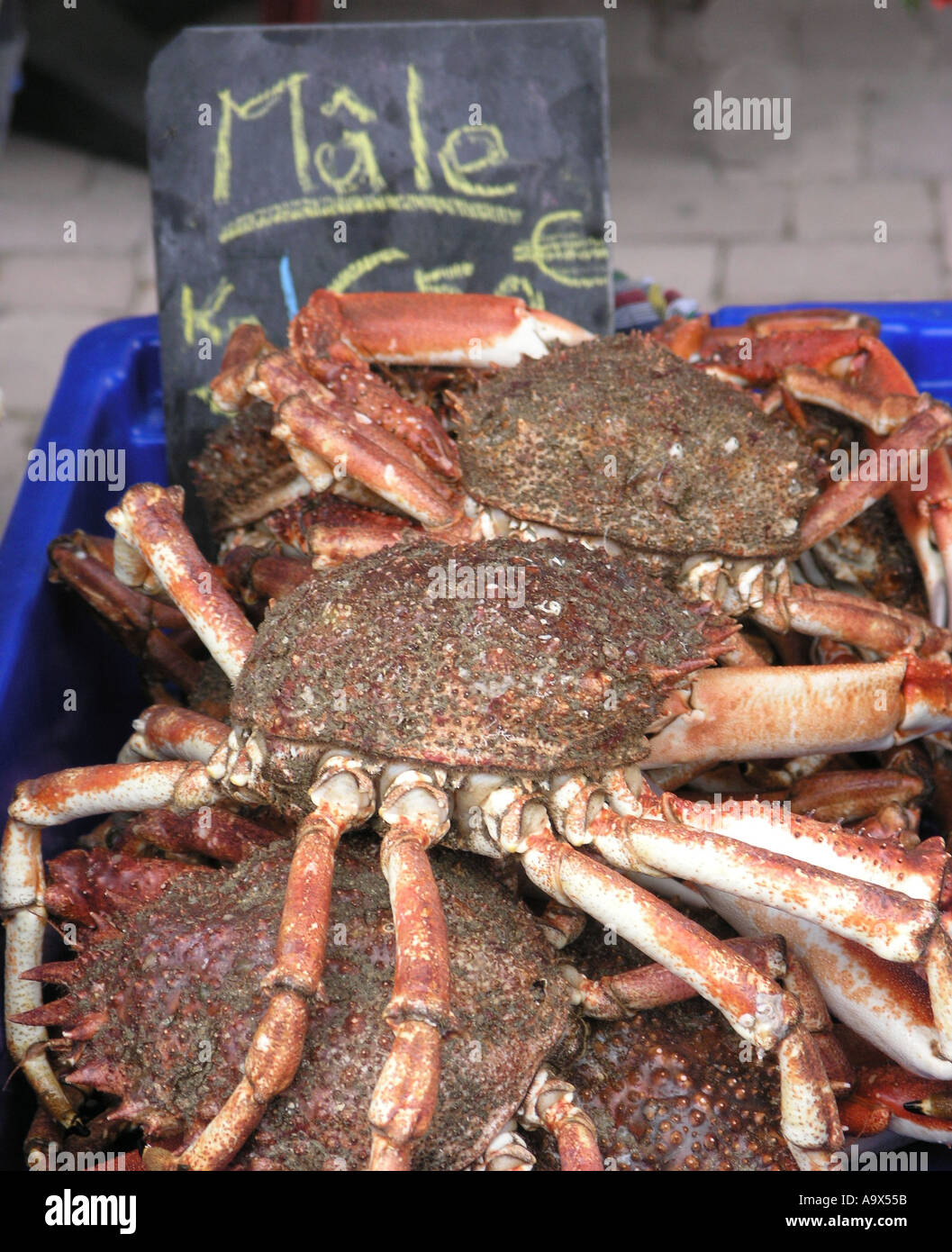 Common Spider Crab Libinia emarginata Stock Photo - Alamy