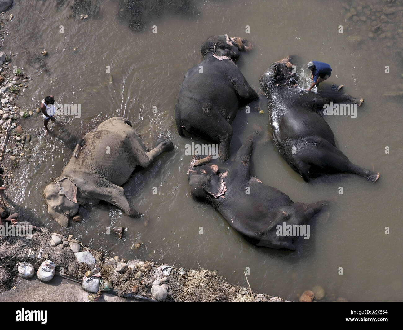 overhead shot of Indian Elephants being washed in a river by their ...