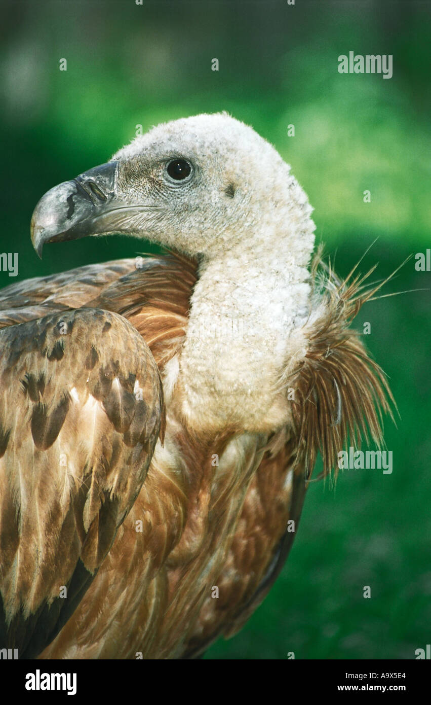 Baby bird of Griffon vulture Gyps Fulvus Altai Russia Stock Photo - Alamy