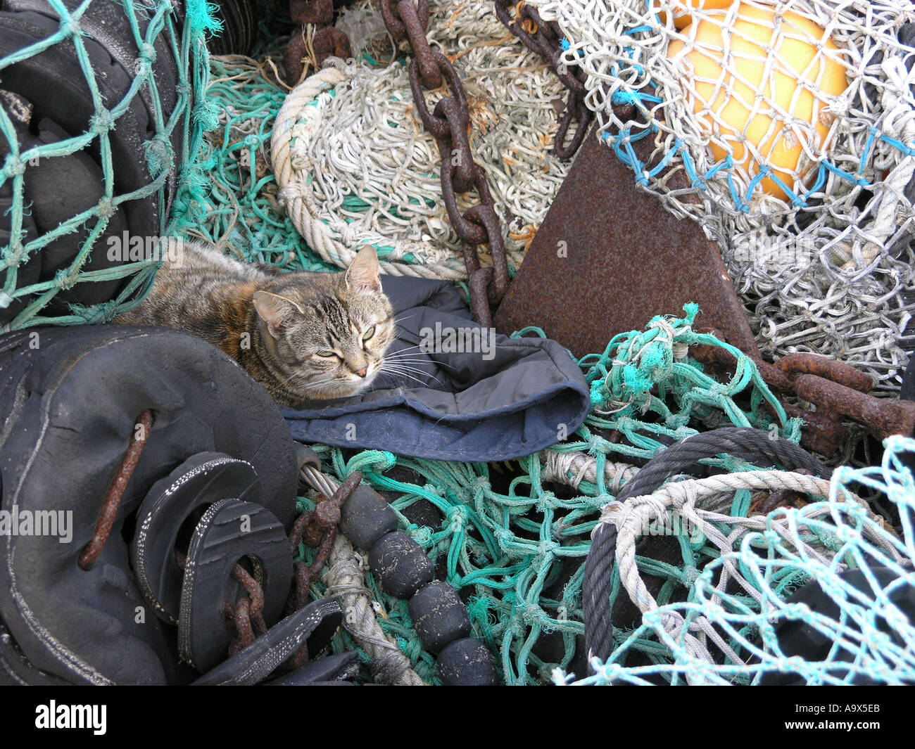 cat sleeping on fishing nets Stock Photo - Alamy