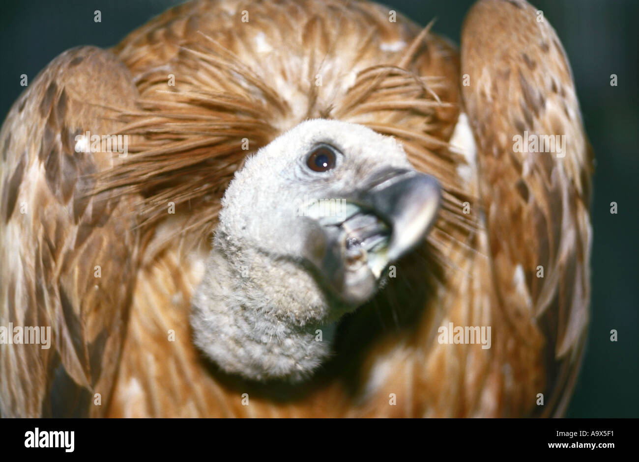 Baby bird griffon vulture gyps hi-res stock photography and images - Alamy
