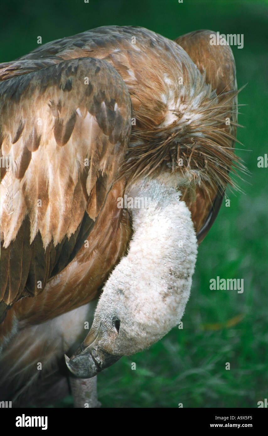 Baby bird of Griffon vulture Gyps Fulvus Altai Russia Stock Photo - Alamy