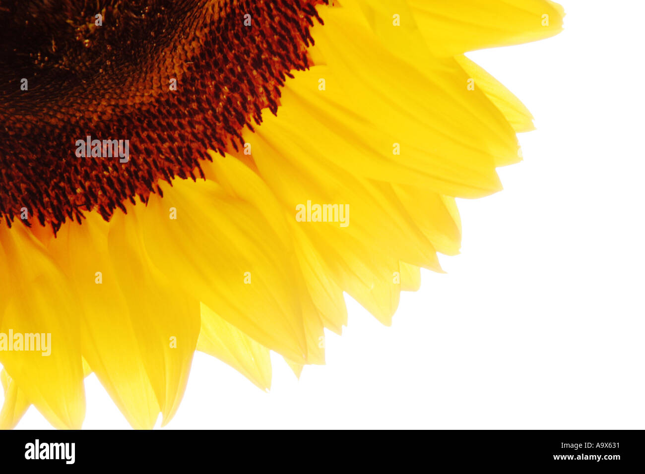 Abstract of sunflower against white background Stock Photo - Alamy