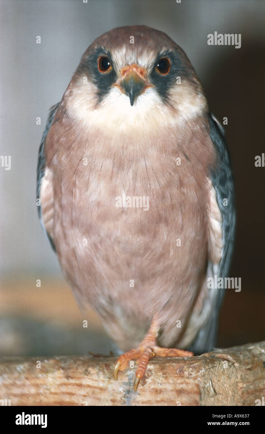 Red footed falcon Falco vespertinus Altai Russia Stock Photo - Alamy