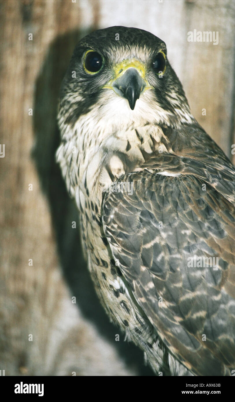Peregrine falcon Falco peregrinus Altai Russia Stock Photo - Alamy