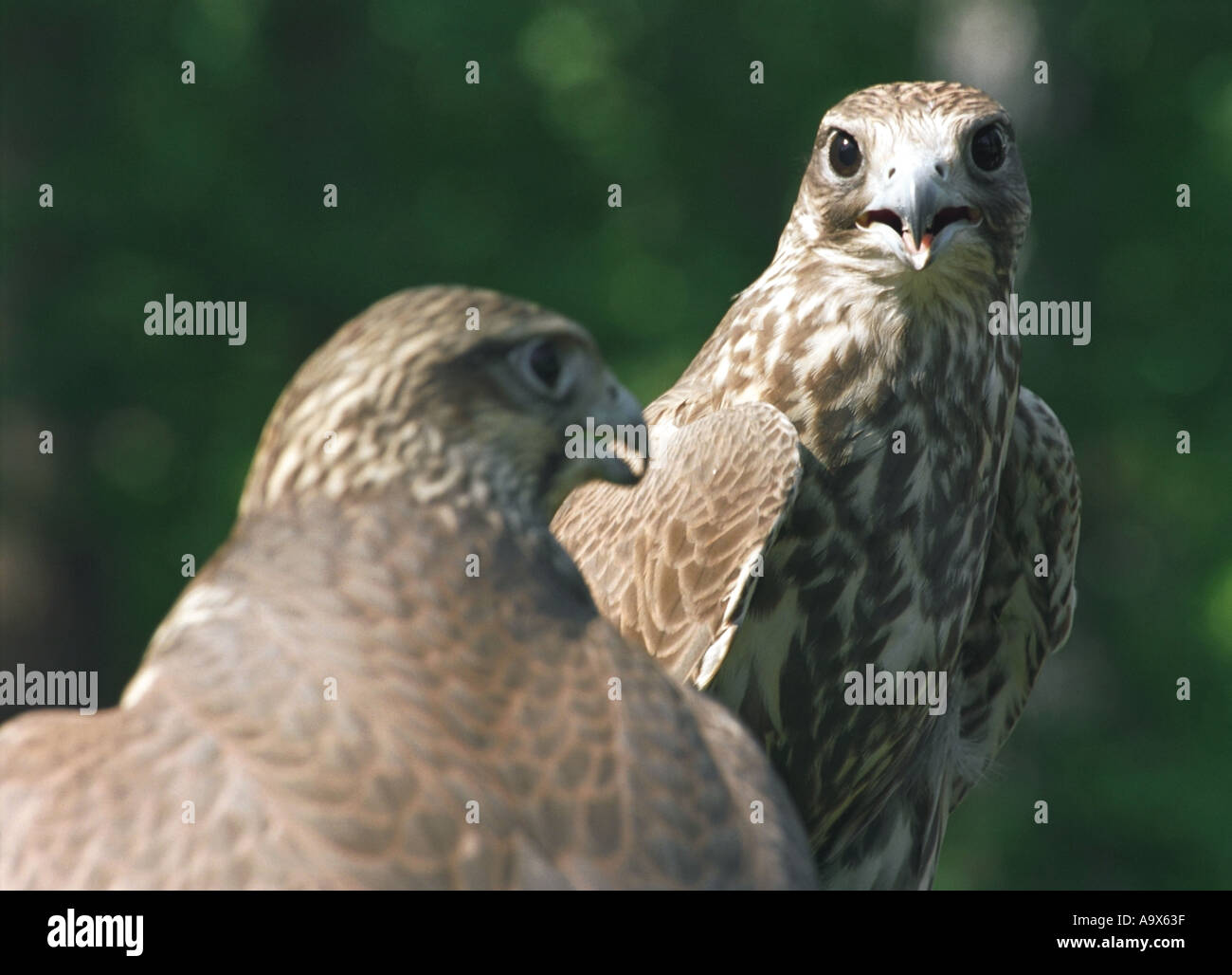 Saker Falcon Arab High Resolution Stock Photography and Images - Alamy