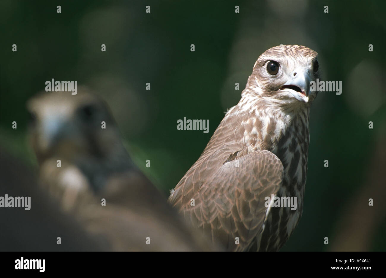 Altai falcon hi-res stock photography and images - Alamy