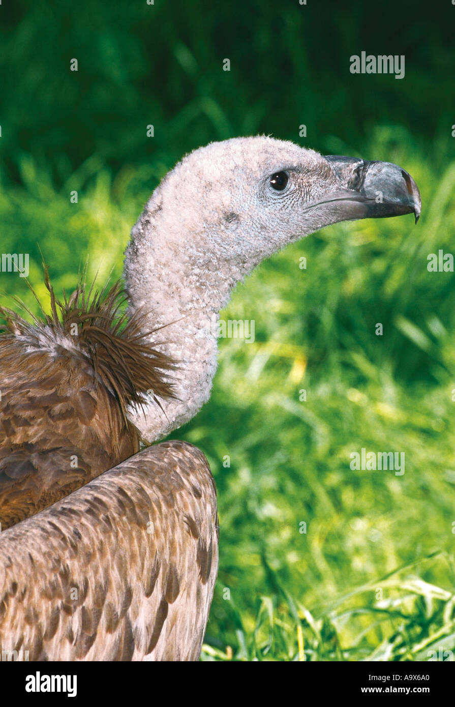 Russia vulture hi-res stock photography and images - Alamy
