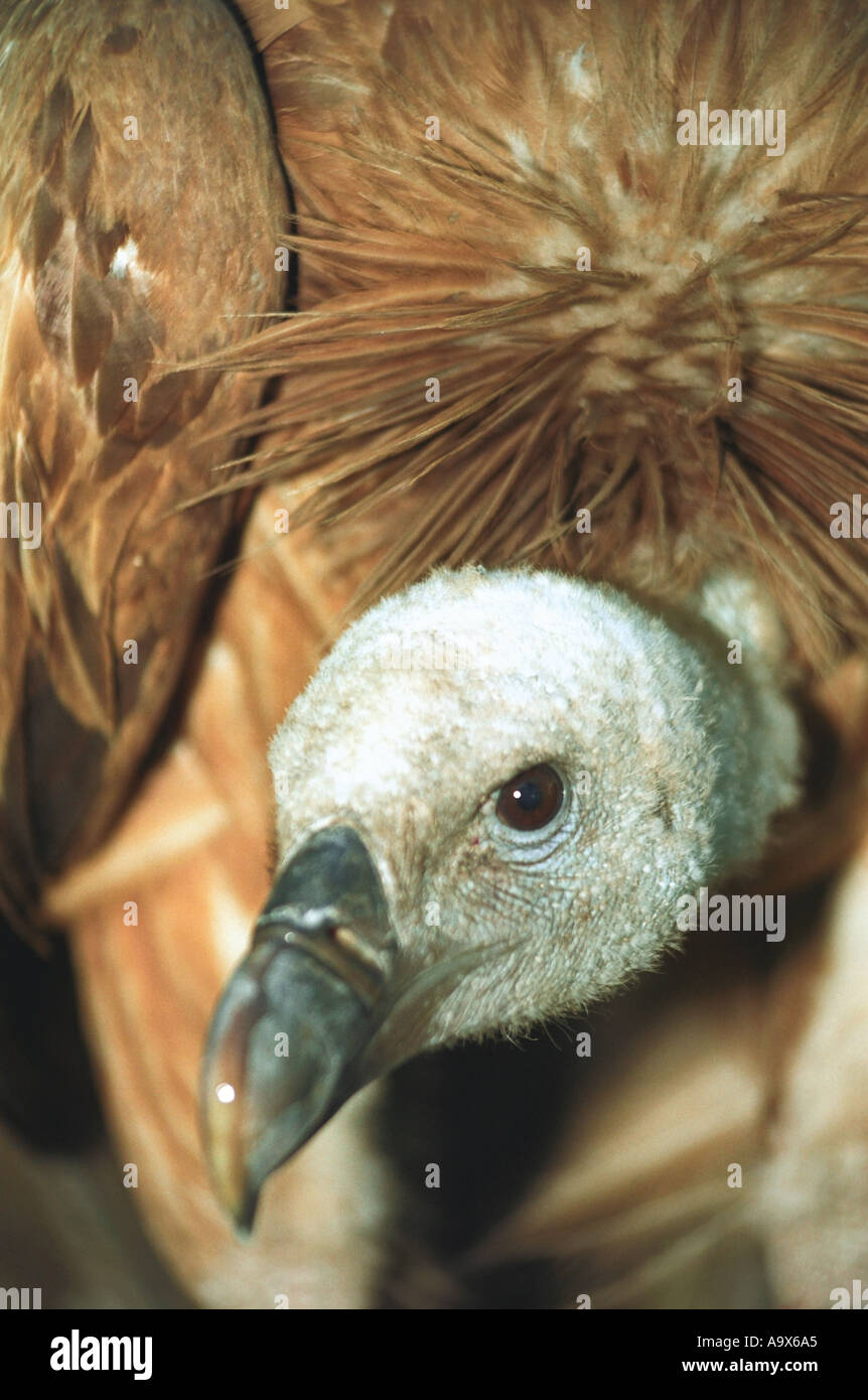 Baby bird griffon vulture gyps hi-res stock photography and images - Alamy