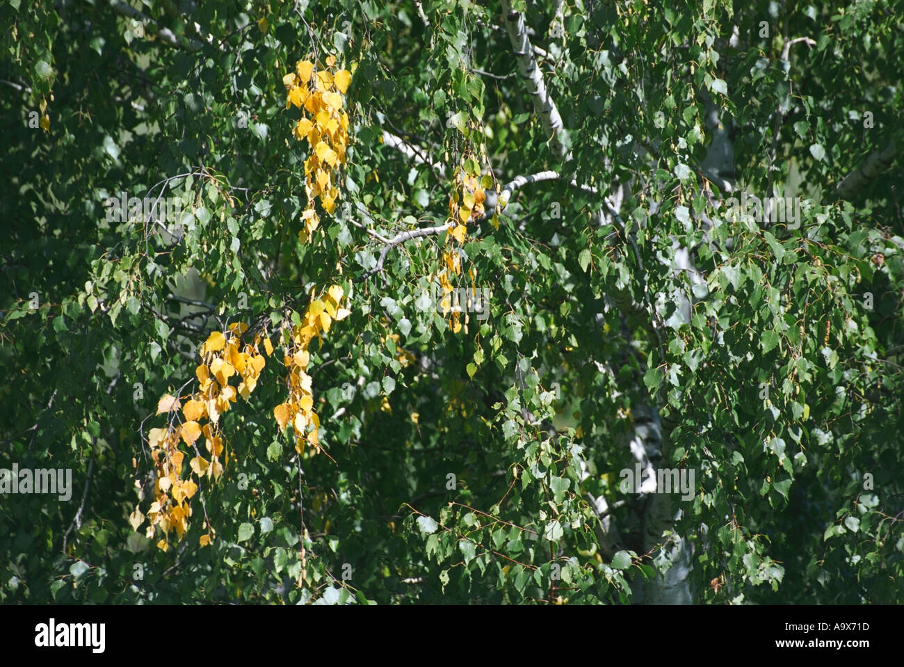 Birch tree branches with fading leaves Altai Russia Stock Photo - Alamy