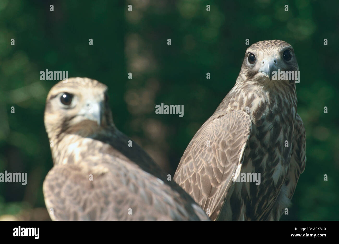 Saker falcon russia hi-res stock photography and images - Alamy