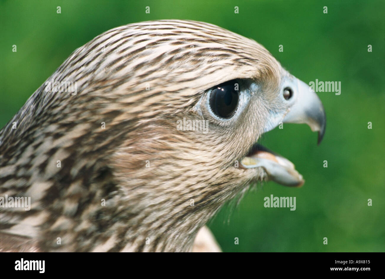 Saker falcon russia hi-res stock photography and images - Alamy