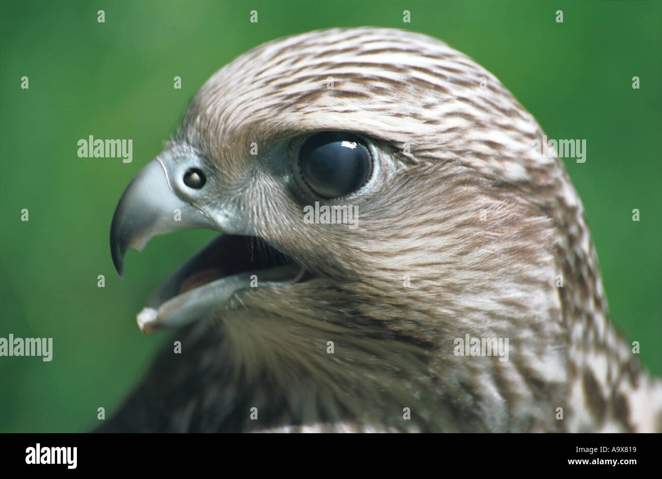 Saker falcon russia hi-res stock photography and images - Alamy