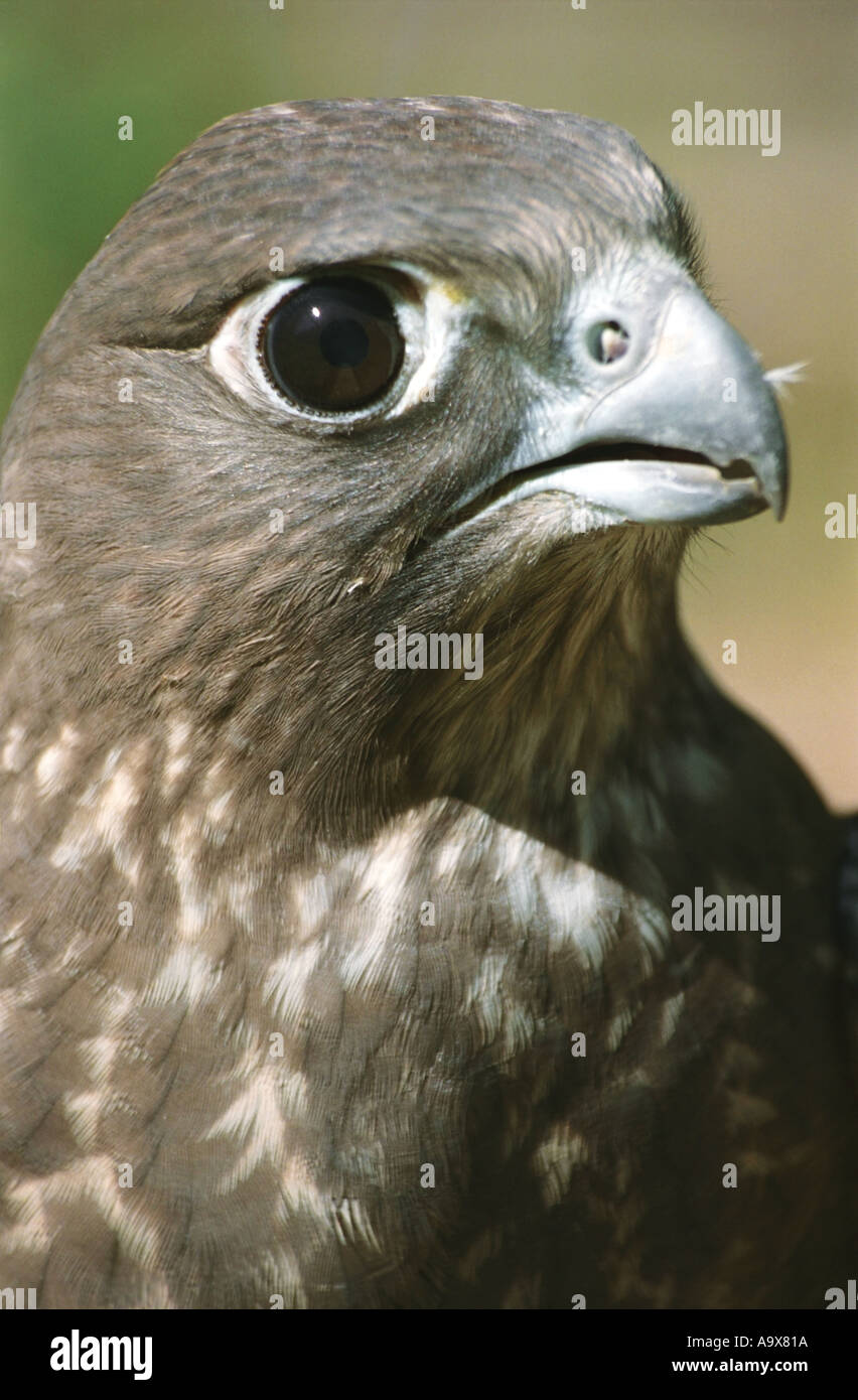 Saker falcon russia hi-res stock photography and images - Alamy