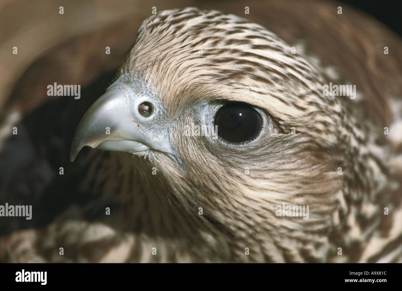Saker falcon russia hi-res stock photography and images - Alamy