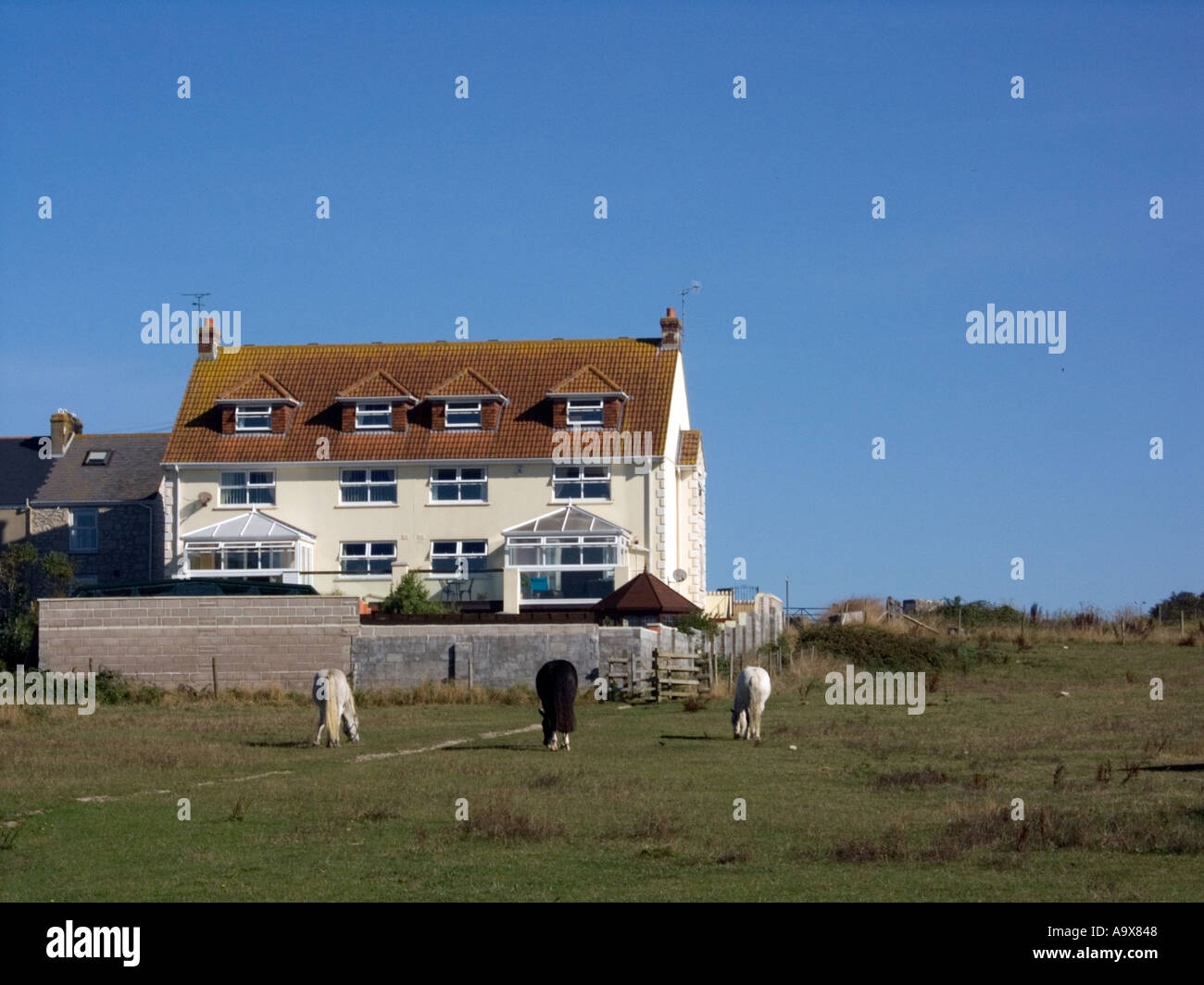 Horse Paddock English Countryside Portland Dorset England Stock Photo ...