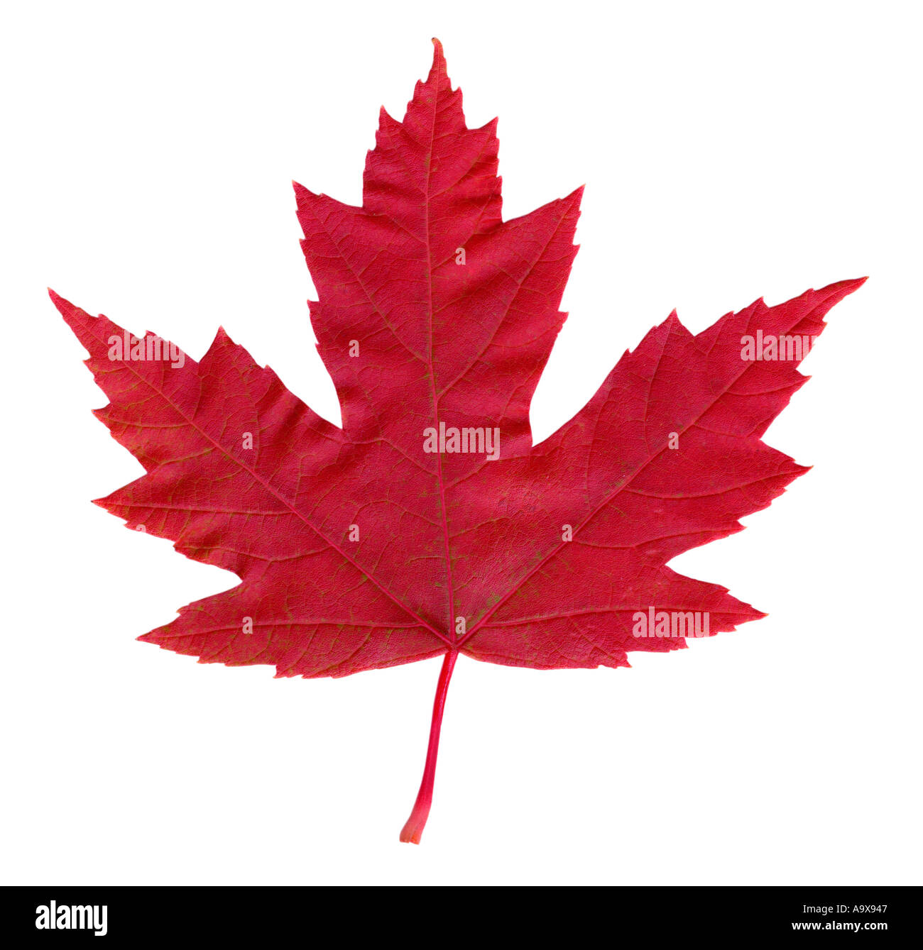 Maple leaf outline Cut Out Stock Images & Pictures - Alamy