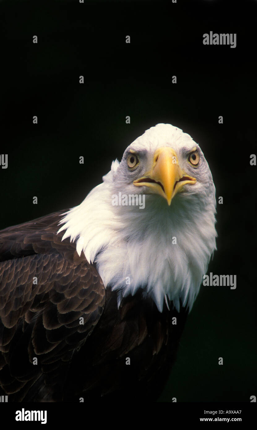 Eagle face hi-res stock photography and images - Alamy