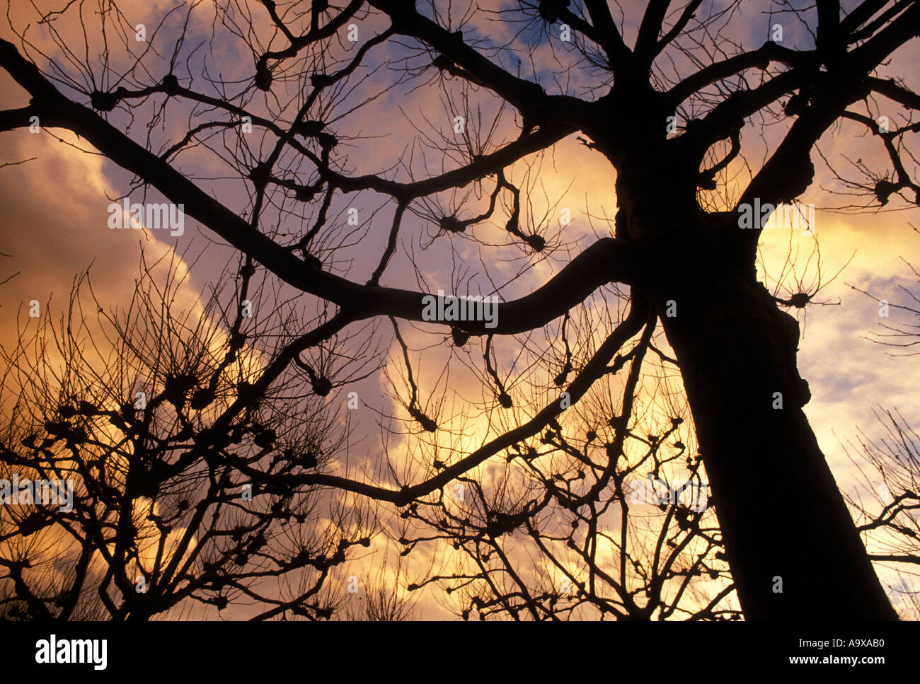 SYCAMORE TREE Sunset Berkeley CALIFORNIA Stock Photo - Alamy