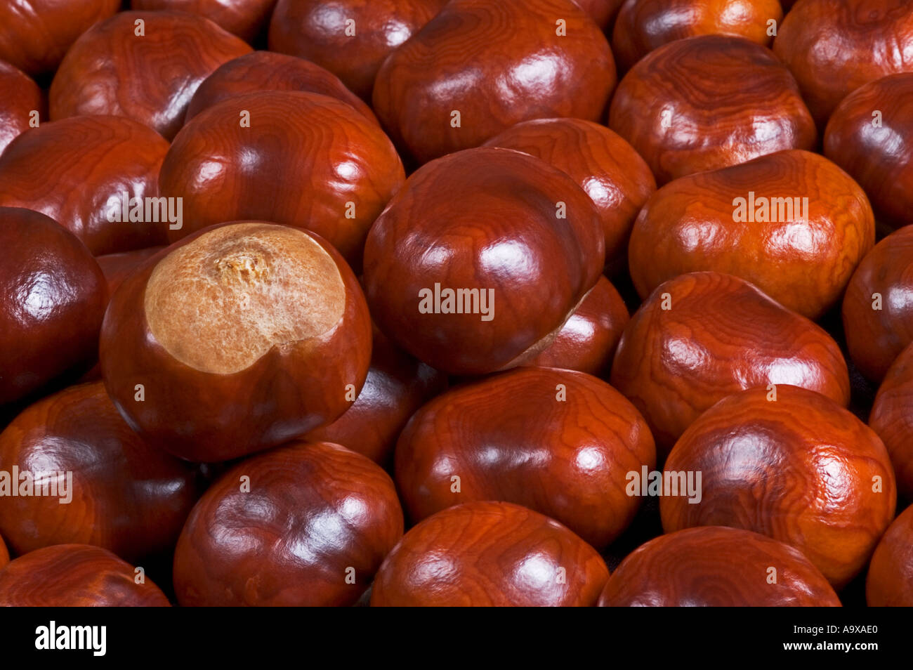 Conkers still life hi-res stock photography and images - Alamy