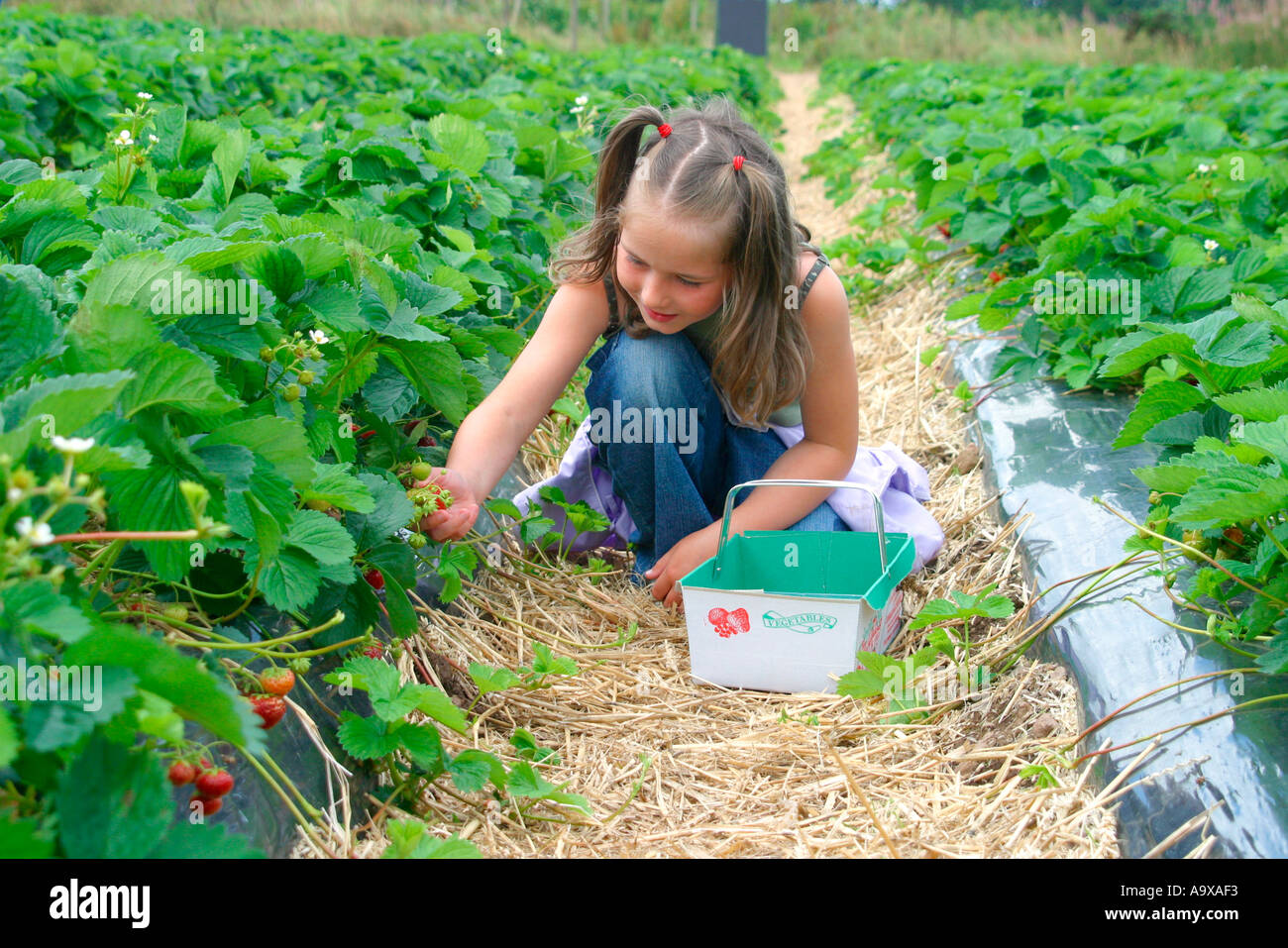 Young girl picking strawberries at Pick Your Own fruit farm Stock Photo ...