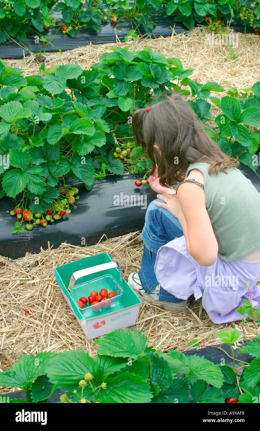 Young girl picking strawberries at Pick Your Own fruit farm Stock Photo ...