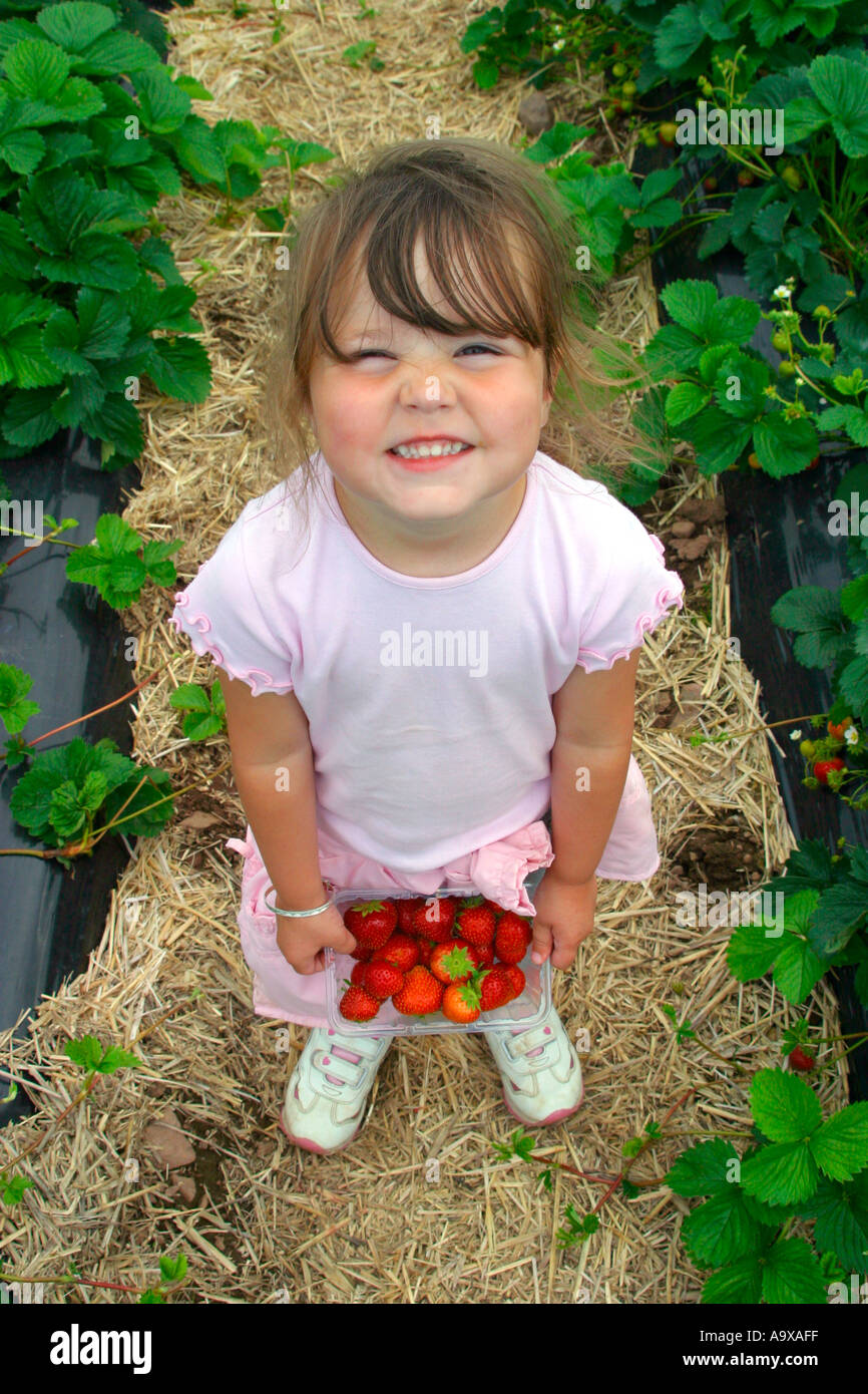 Young girl picking strawberries at Pick Your Own fruit farm Stock Photo ...