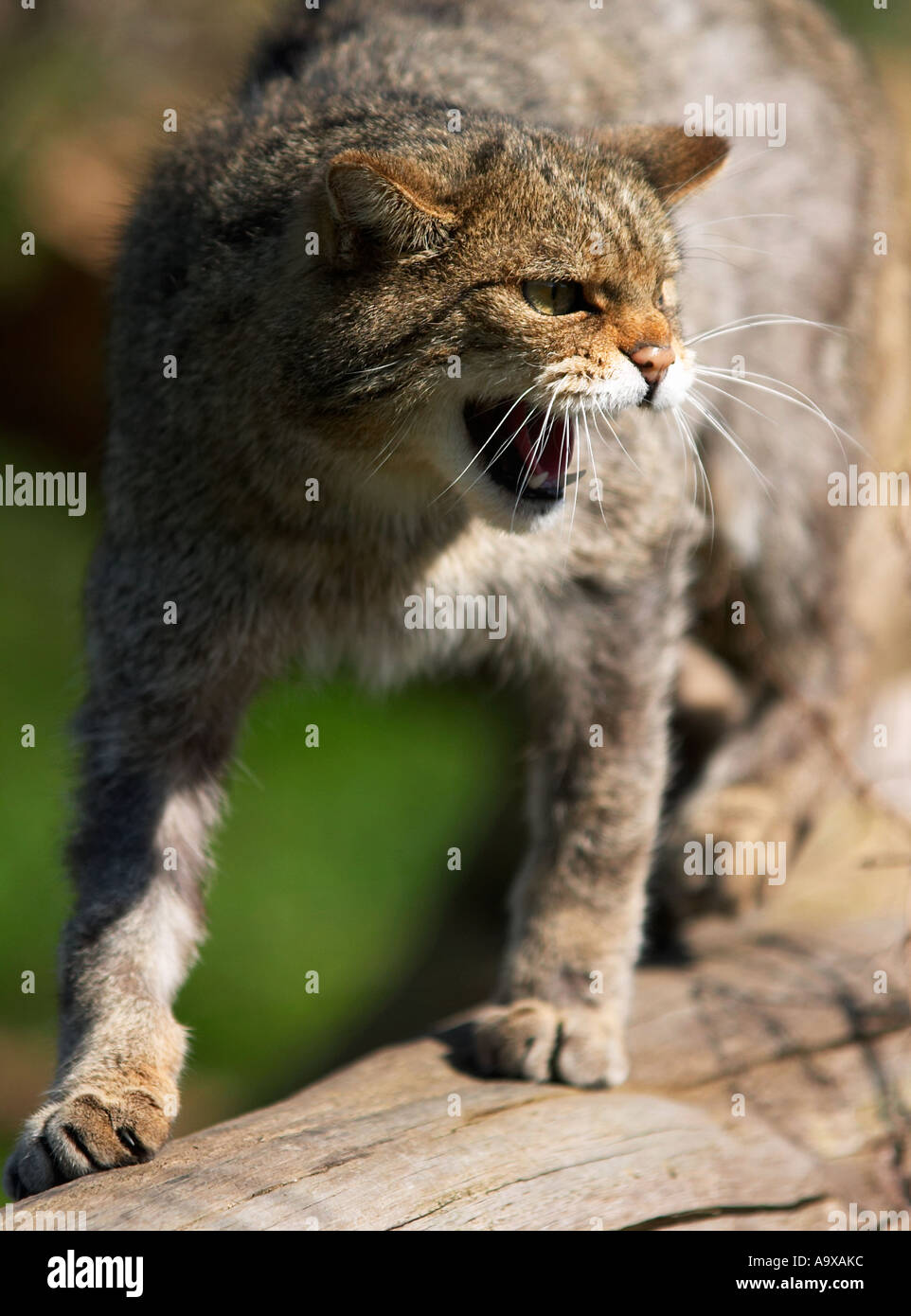 Scottish wildcat snarle snarlsnarling hi-res stock photography and ...