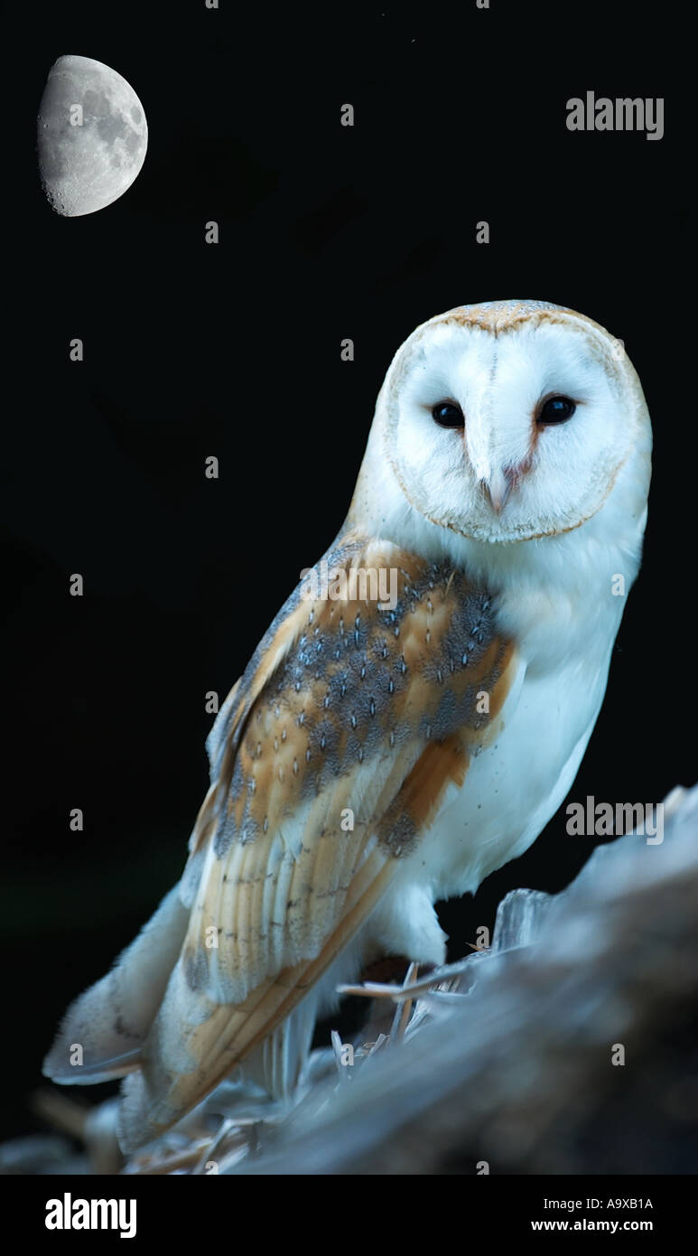 Moon lit Barn Owl Stock Photo - Alamy