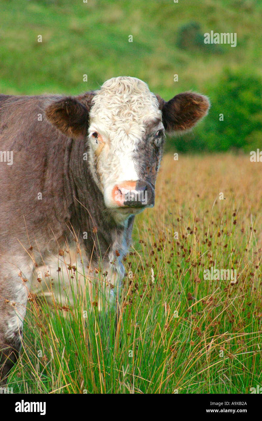 Milk quotas hi-res stock photography and images - Alamy
