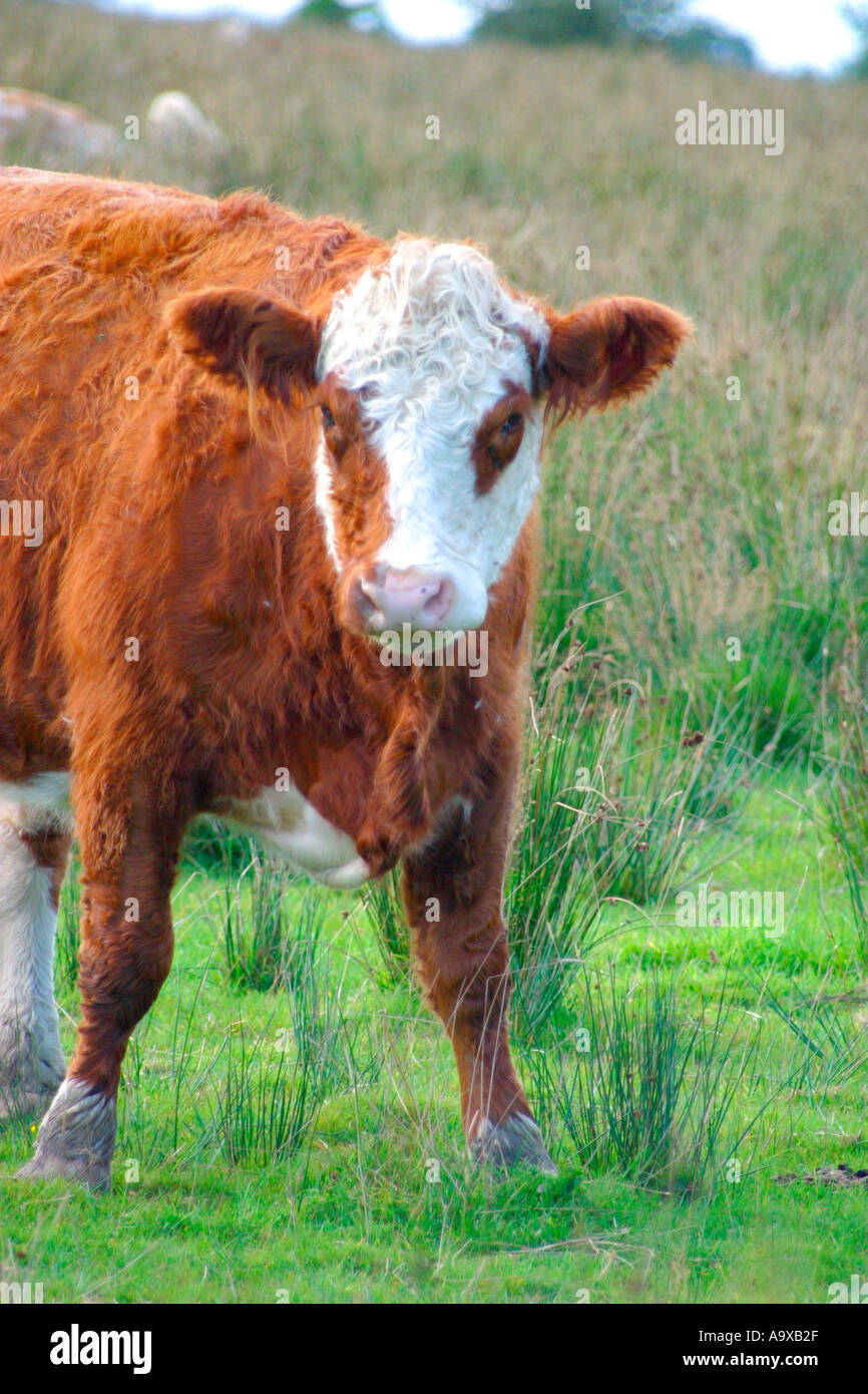 Milk quotas hi-res stock photography and images - Alamy