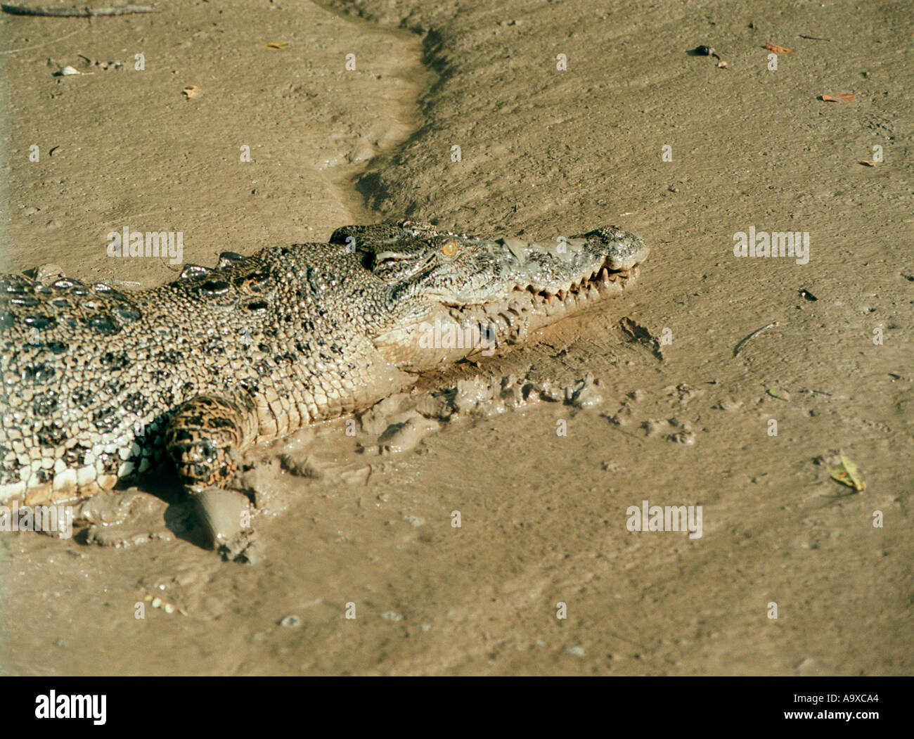 A large saltwater crocodile walking on the river bank of South ...
