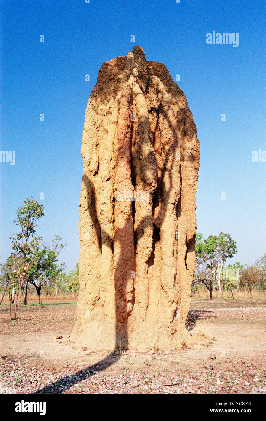 A 3 to 4 meters high so called cathedral termite mound in the dry ...