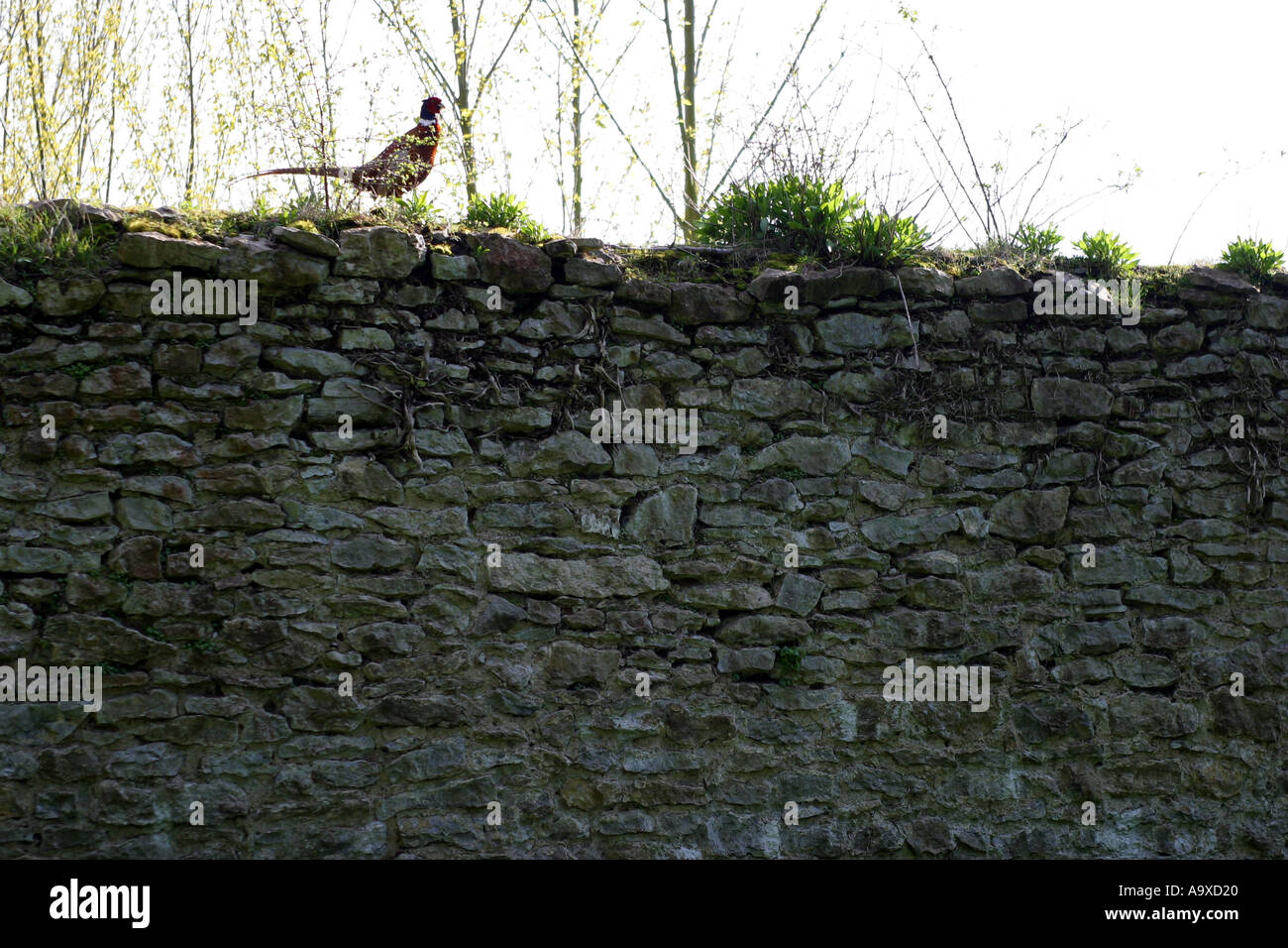 Old english pheasant hi-res stock photography and images - Alamy