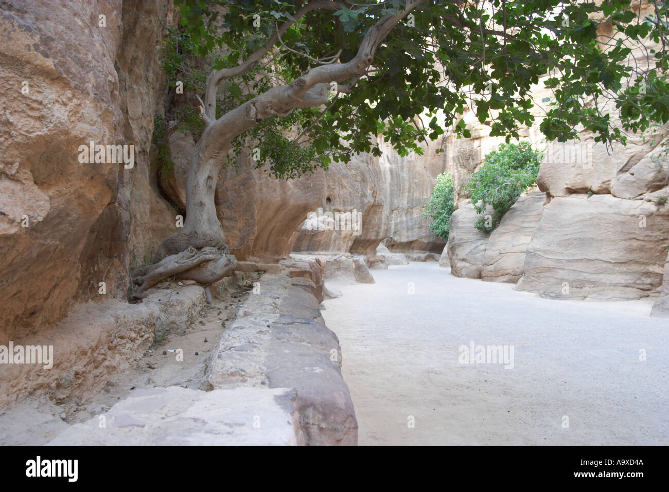 The Siq the narrow fissure leading into the lost city of Petra Jordan ...