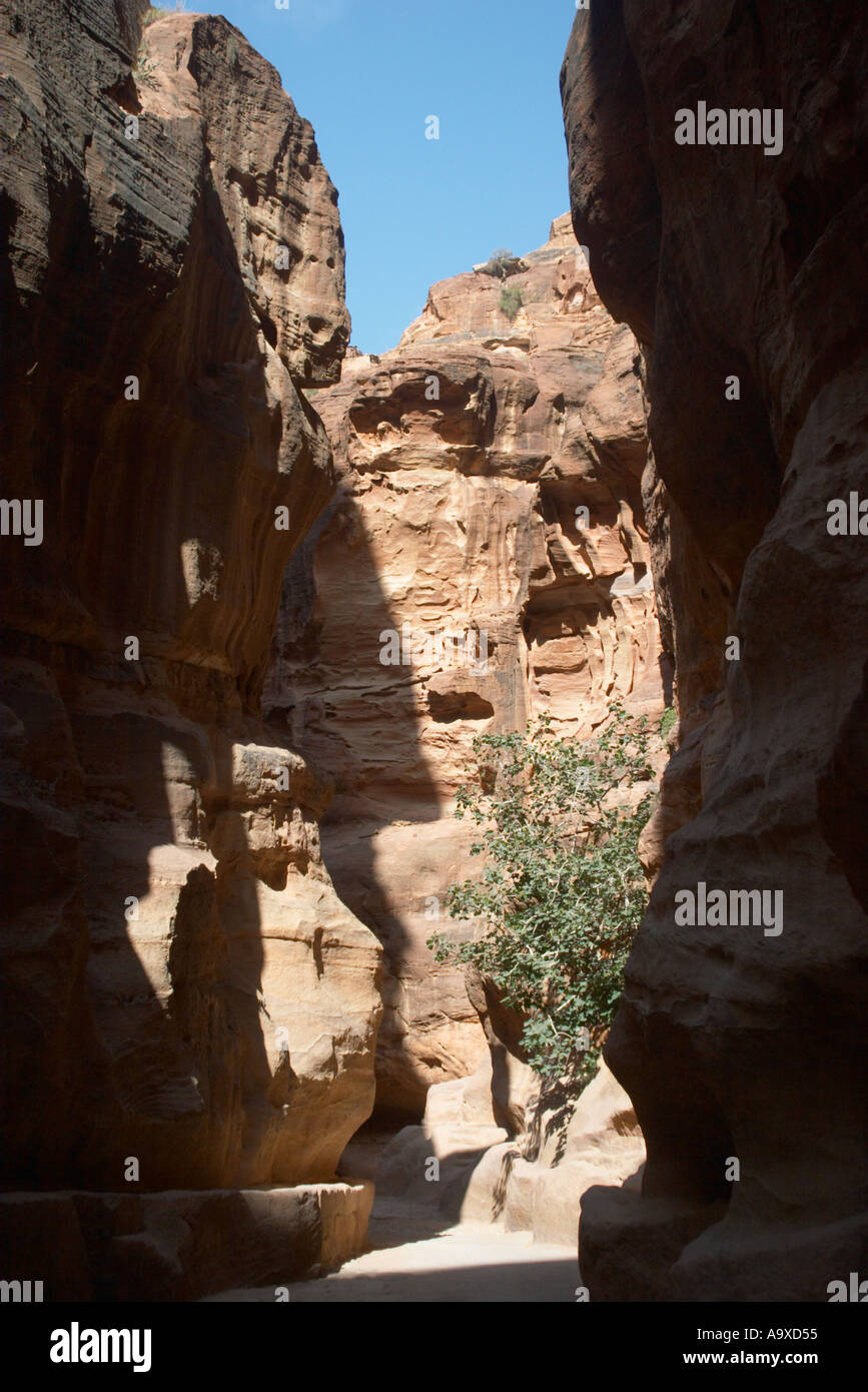 The Siq the narrow fissure leading into the lost city of Petra Jordan ...