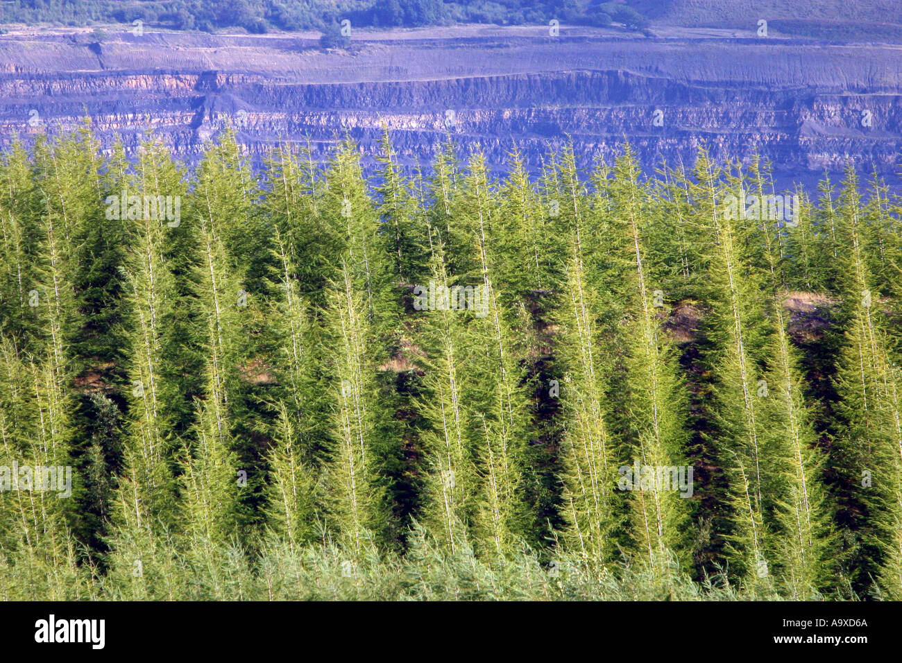 welsh Fir tree forest in deepest south wales uk Stock Photo - Alamy