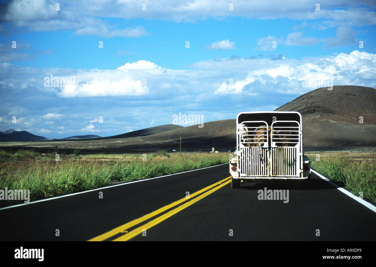Graphic Blacktop Roadscape double yellow lines and a horse box Arizona ...
