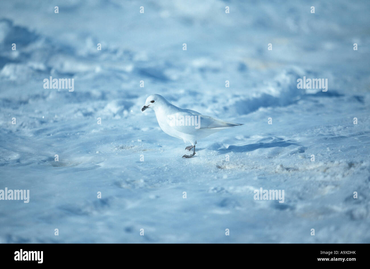 snow petrel (Pagodroma nivea), standing, Antarctica Stock Photo - Alamy