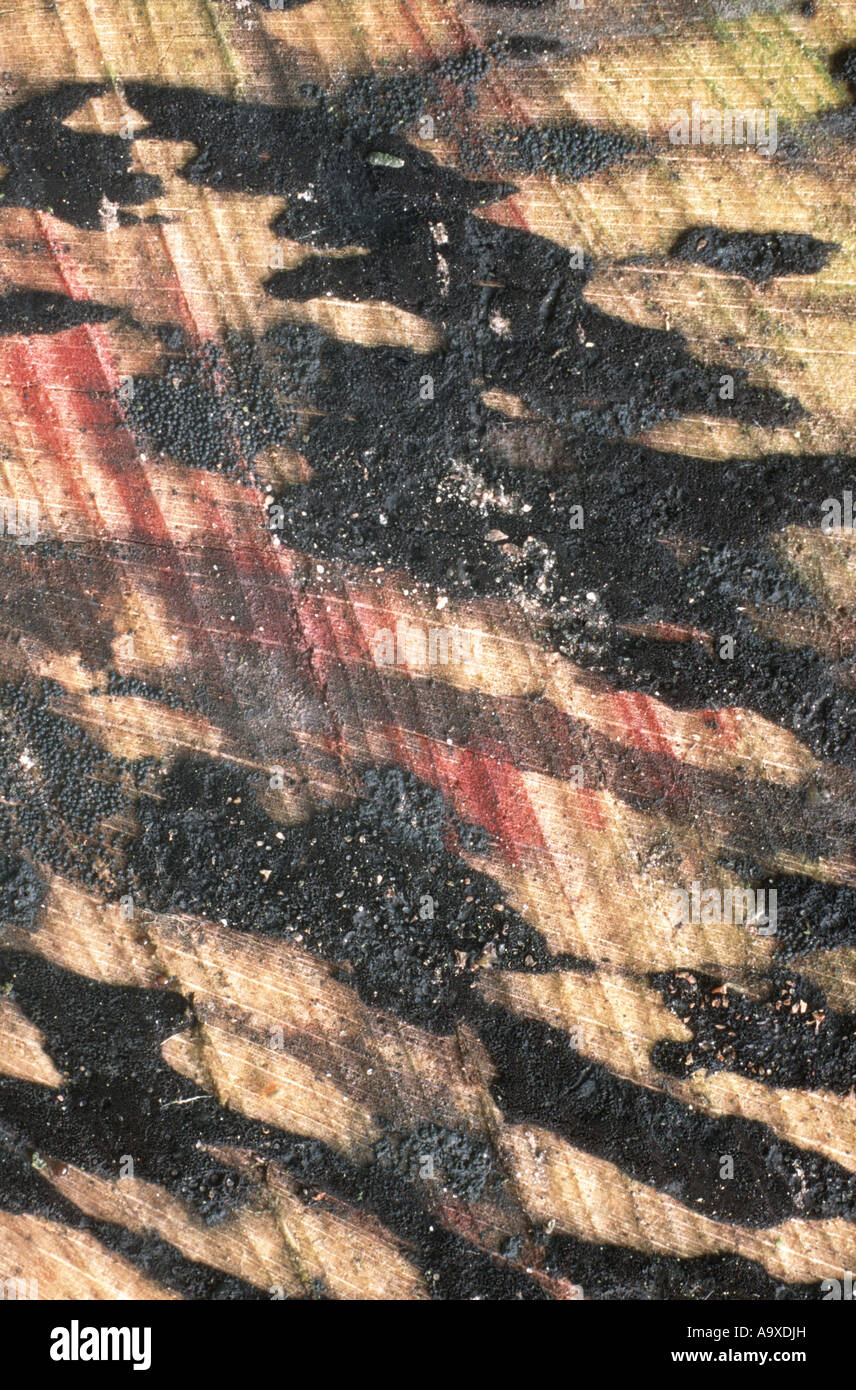 Bispora monilioides bispora monilioides hi-res stock photography and ...