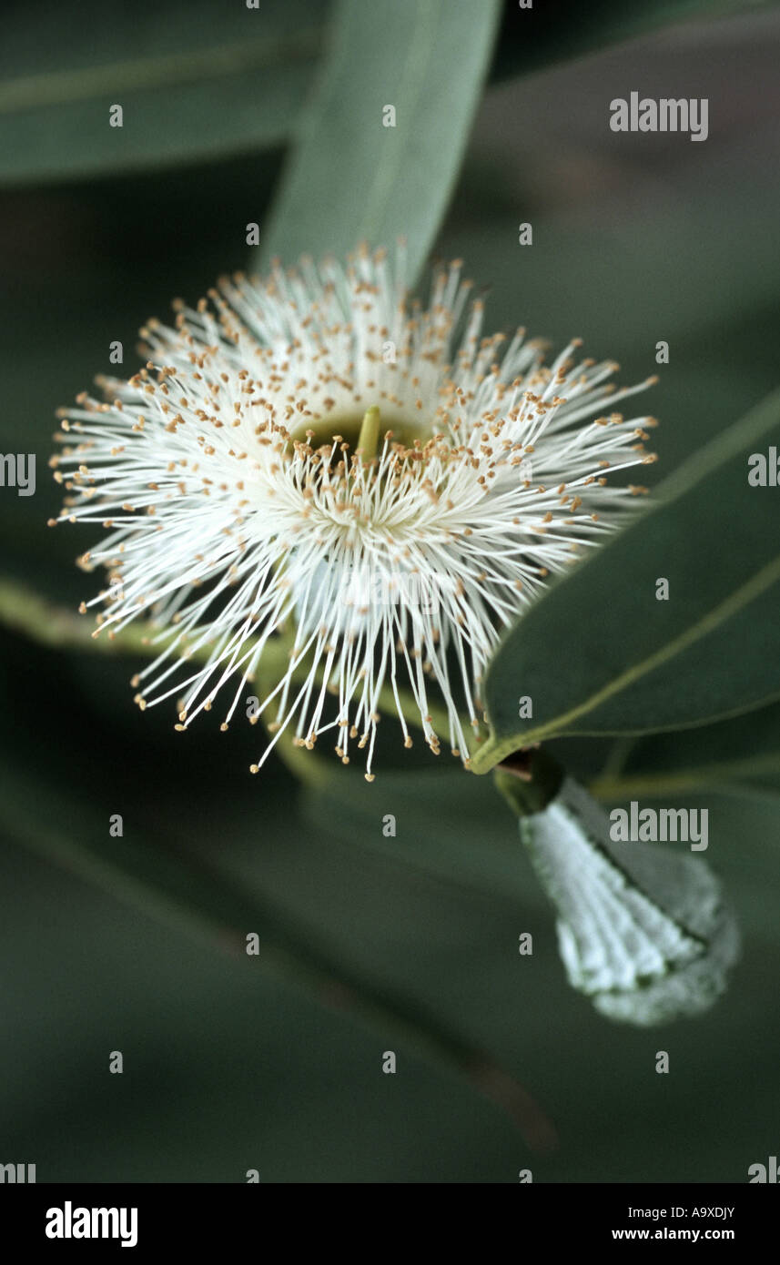 Tasmanian blue gum (Eucalyptus globulus), blossom Stock Photo - Alamy