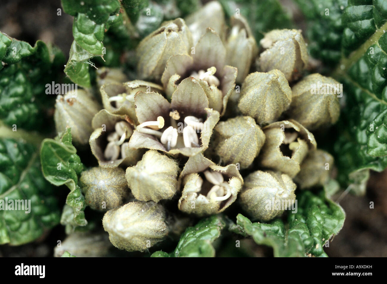 Mandrake plant hi-res stock photography and images - Alamy