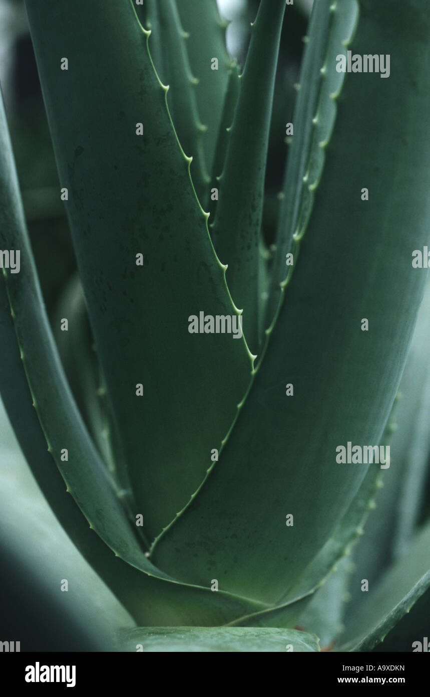 aloe vera (Aloe vera, Aloe barbadensis), leaves Stock Photo - Alamy