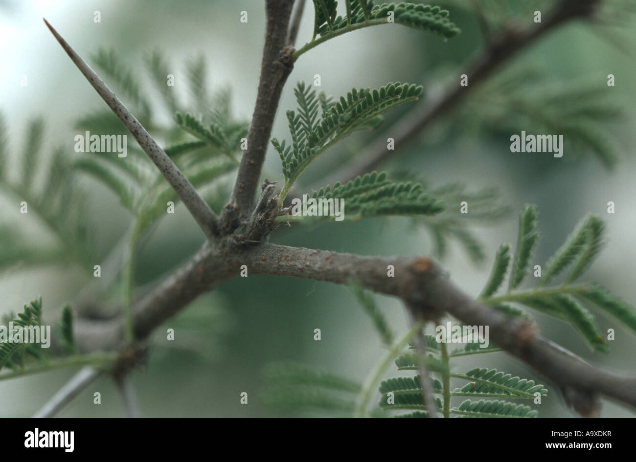sweet acacia, huisache, perfume acacia (Acacia farnesiana), twig with ...