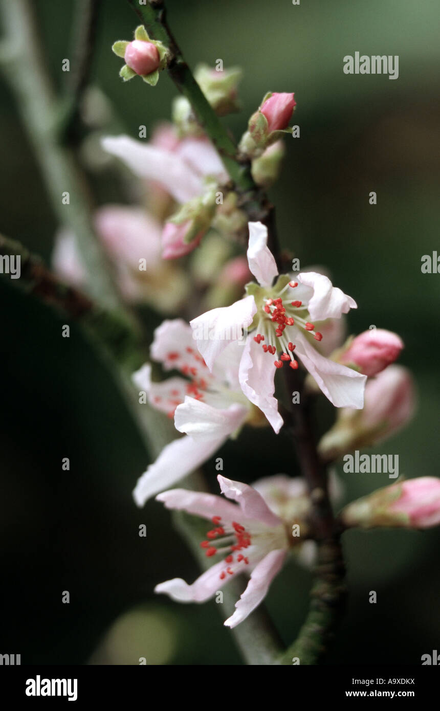 Prunus amygdalus rosaceae seasons season hi-res stock photography and ...