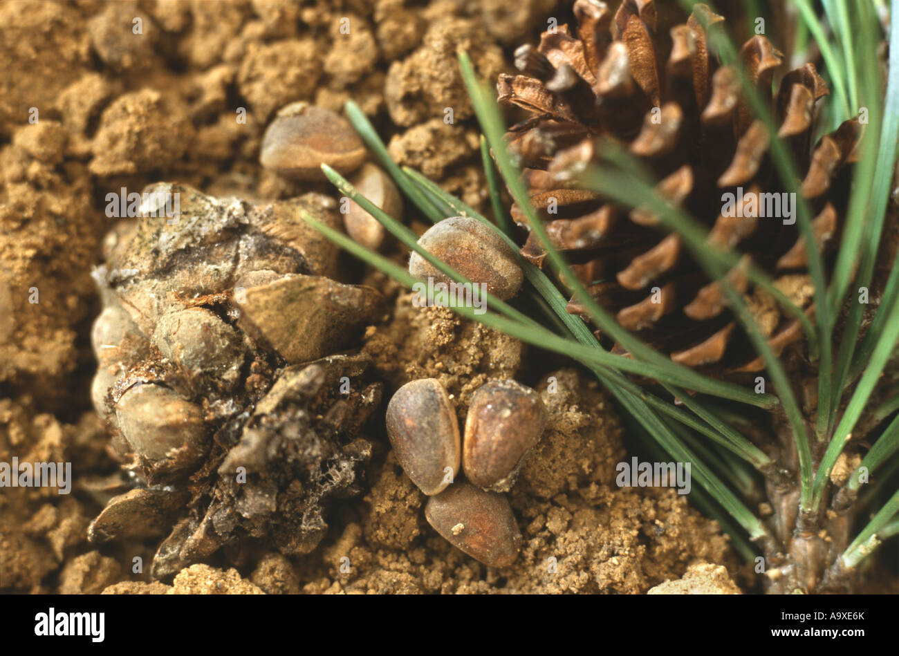 Swiss stone pine, arolla pine (Pinus cembra), detail of the seeds Stock ...