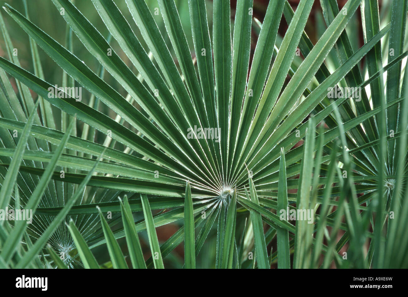 Fan palm container hi-res stock photography and images - Alamy