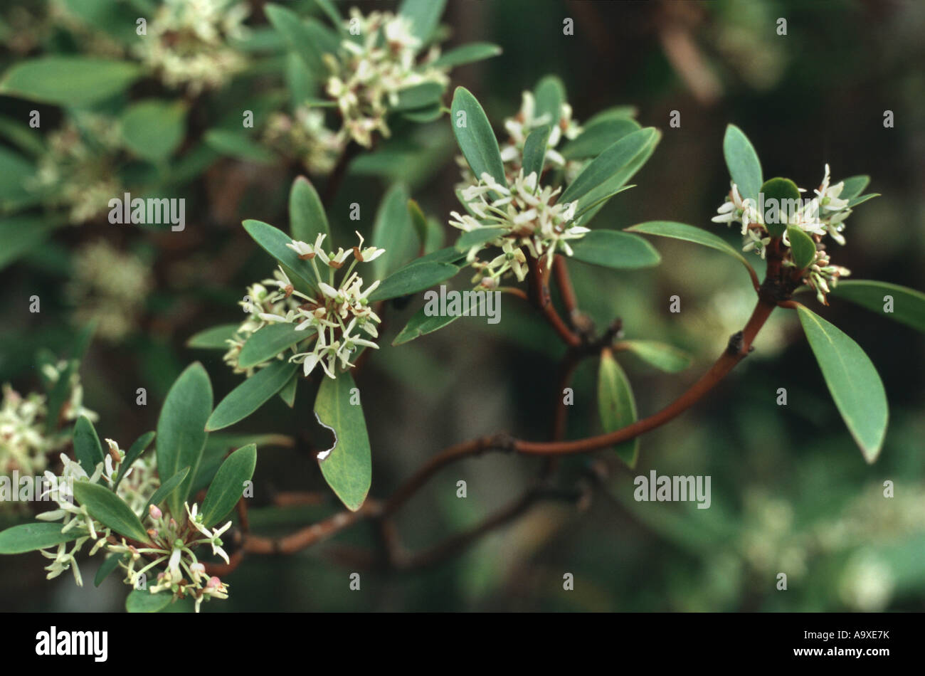 Mountain Pepper, Tasmanian Pepper (Drimys lanceolata, Drimys aromatica ...