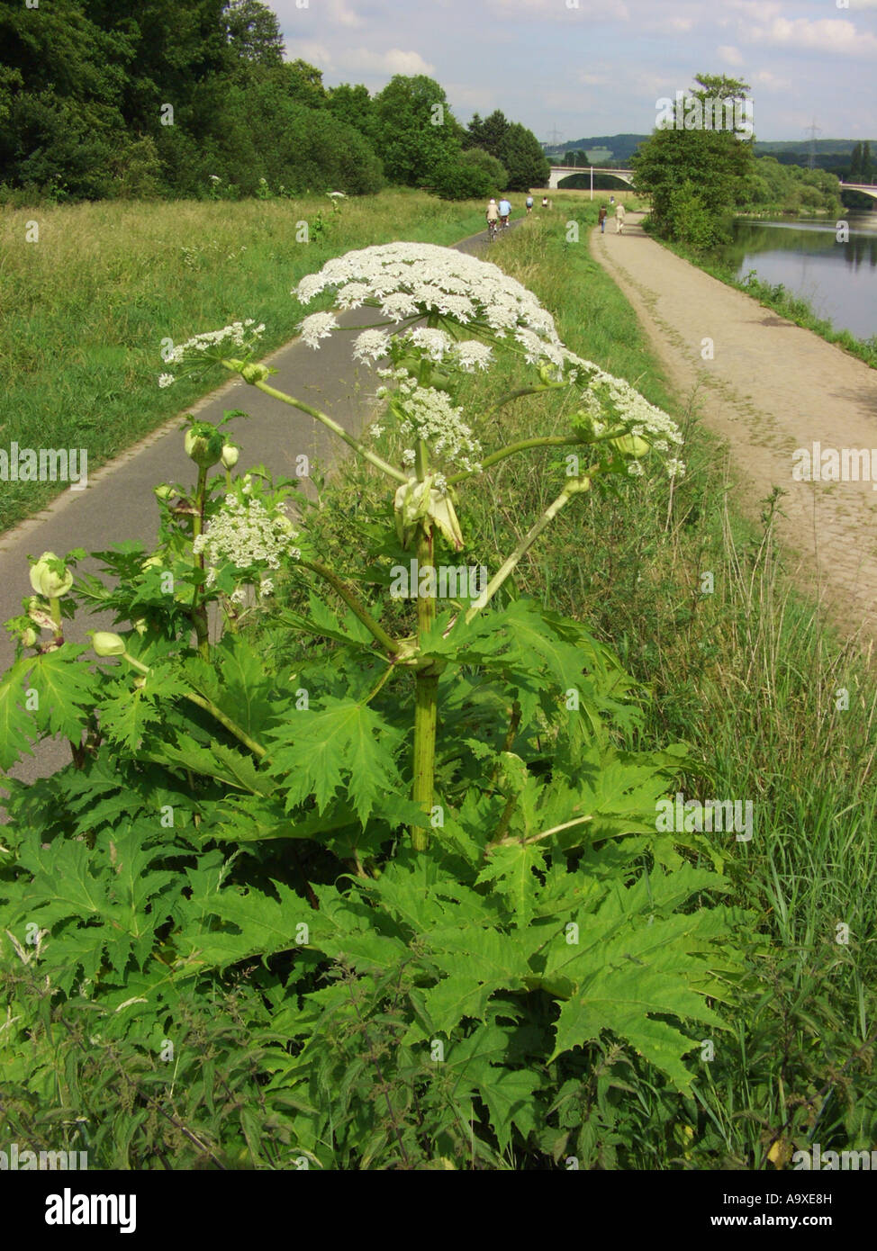 giant hogweed (Heracleum mantegazzianum), plant at the wayside at the ...
