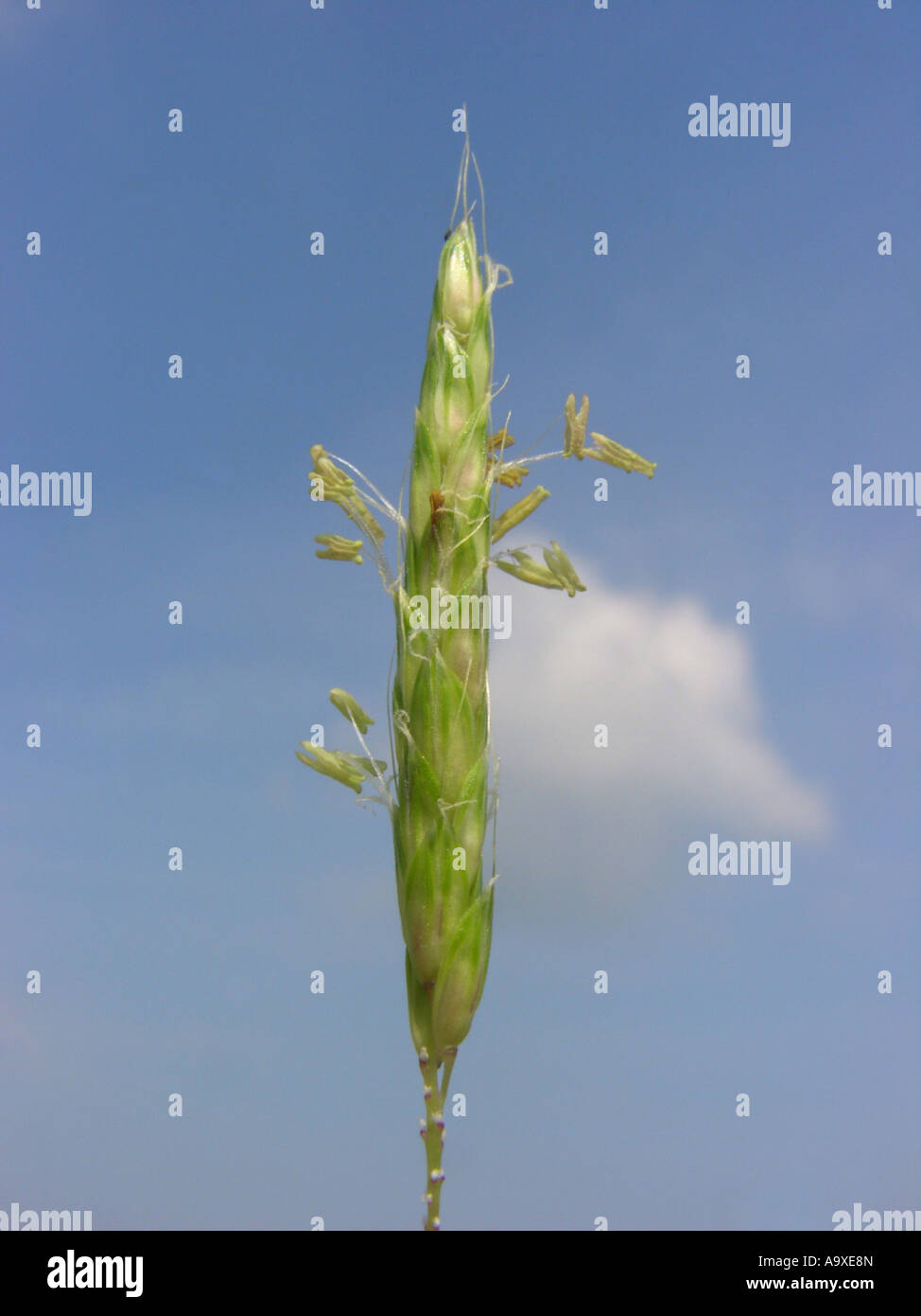black twitch, slender meadow foxtail, black-grass (Alopecurus ...